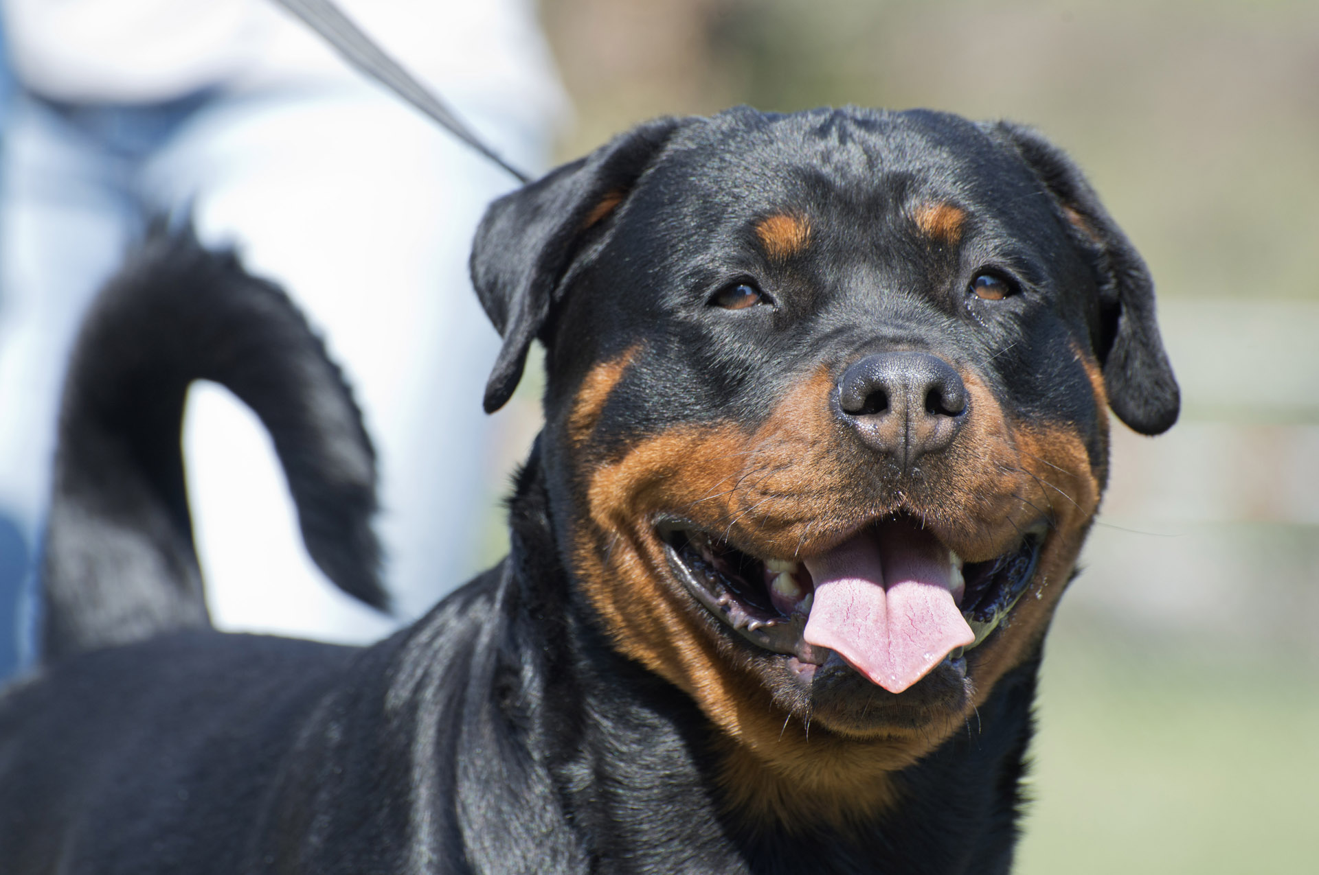 New Client Form | South Windsor Veterinary Clinic